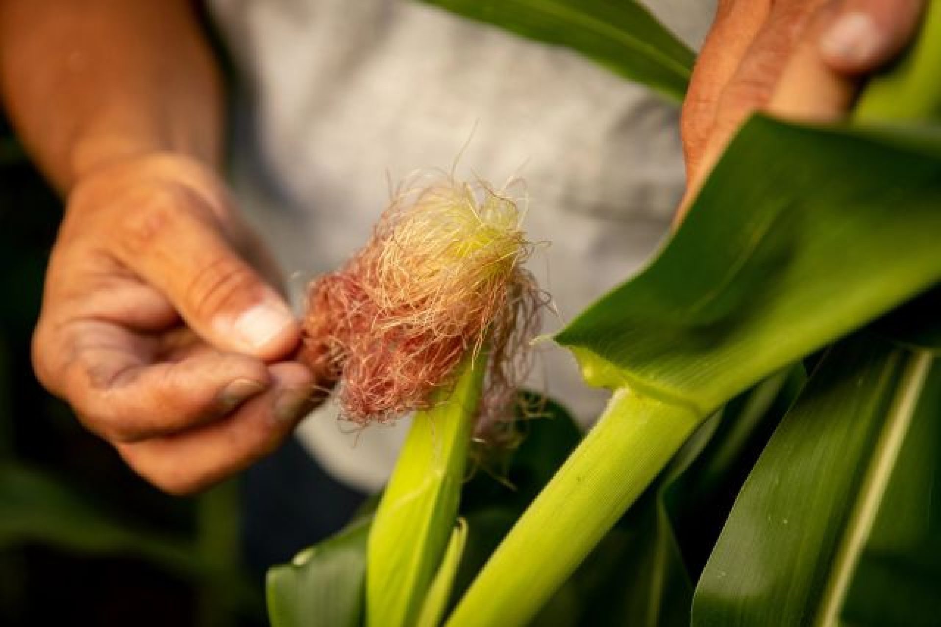 Discover How Corn Grows Iowa: #CornGrowsIowa Campaign Video