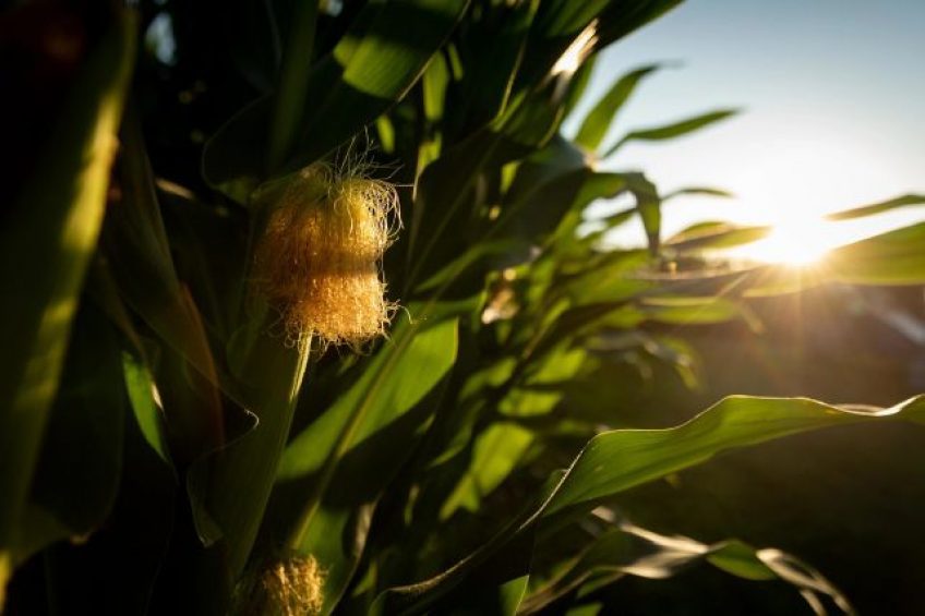 Discover How Corn Grows Iowa: #CornGrowsIowa Campaign Video