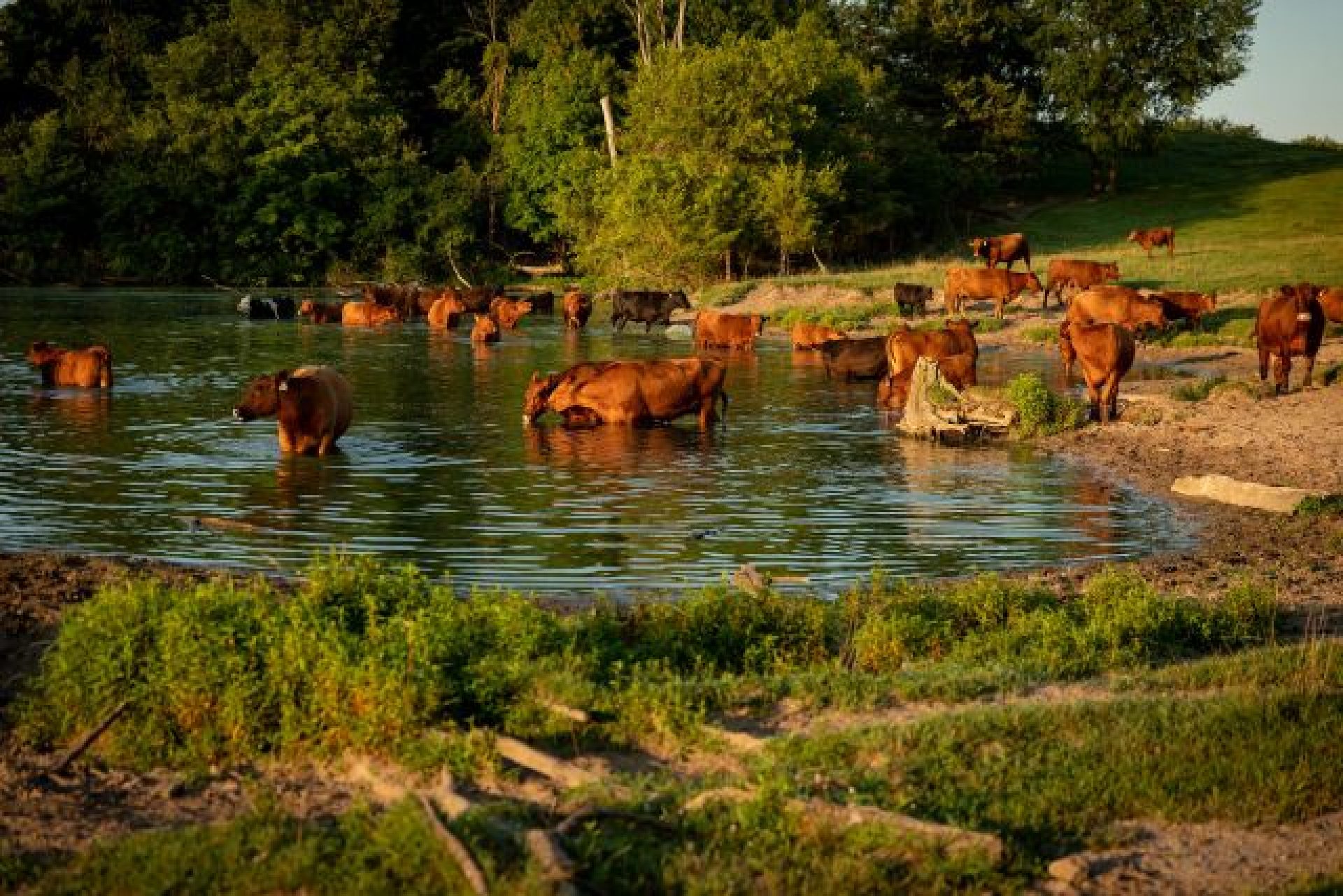 Discover How Corn Grows Iowa: #CornGrowsIowa Campaign Video